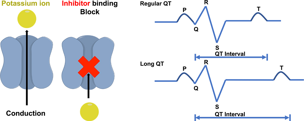 Solving the hERG anti-target with cryo-EM | Nano Imaging